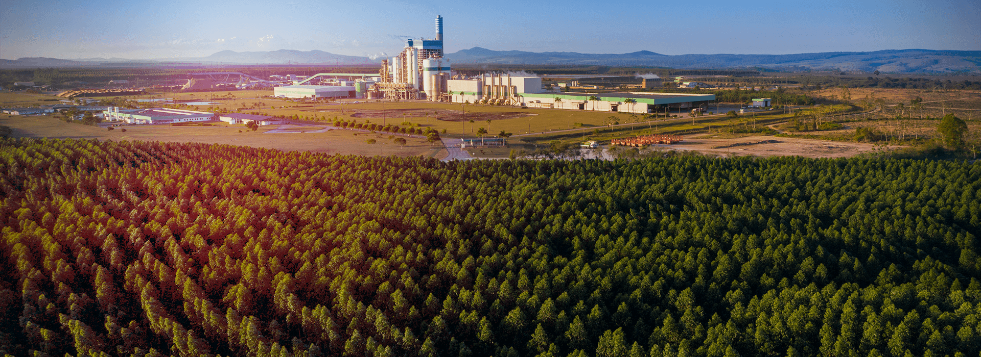 Saiba mais sobre o nosso jeito de ser | Veracel Celulose